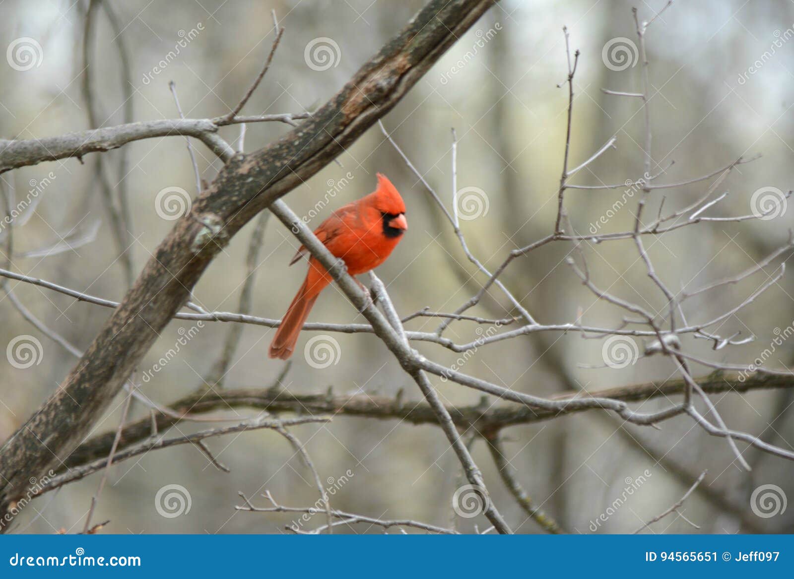 Shaded Male Cardinal Perching on Branch Stock Image - Image of spring ...