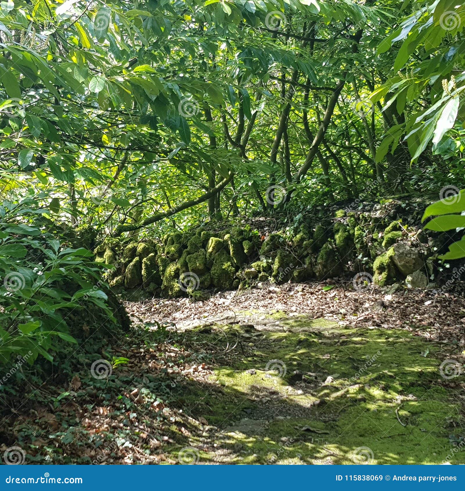 Shaded path stock image. Image of path, lined, tree - 115838069