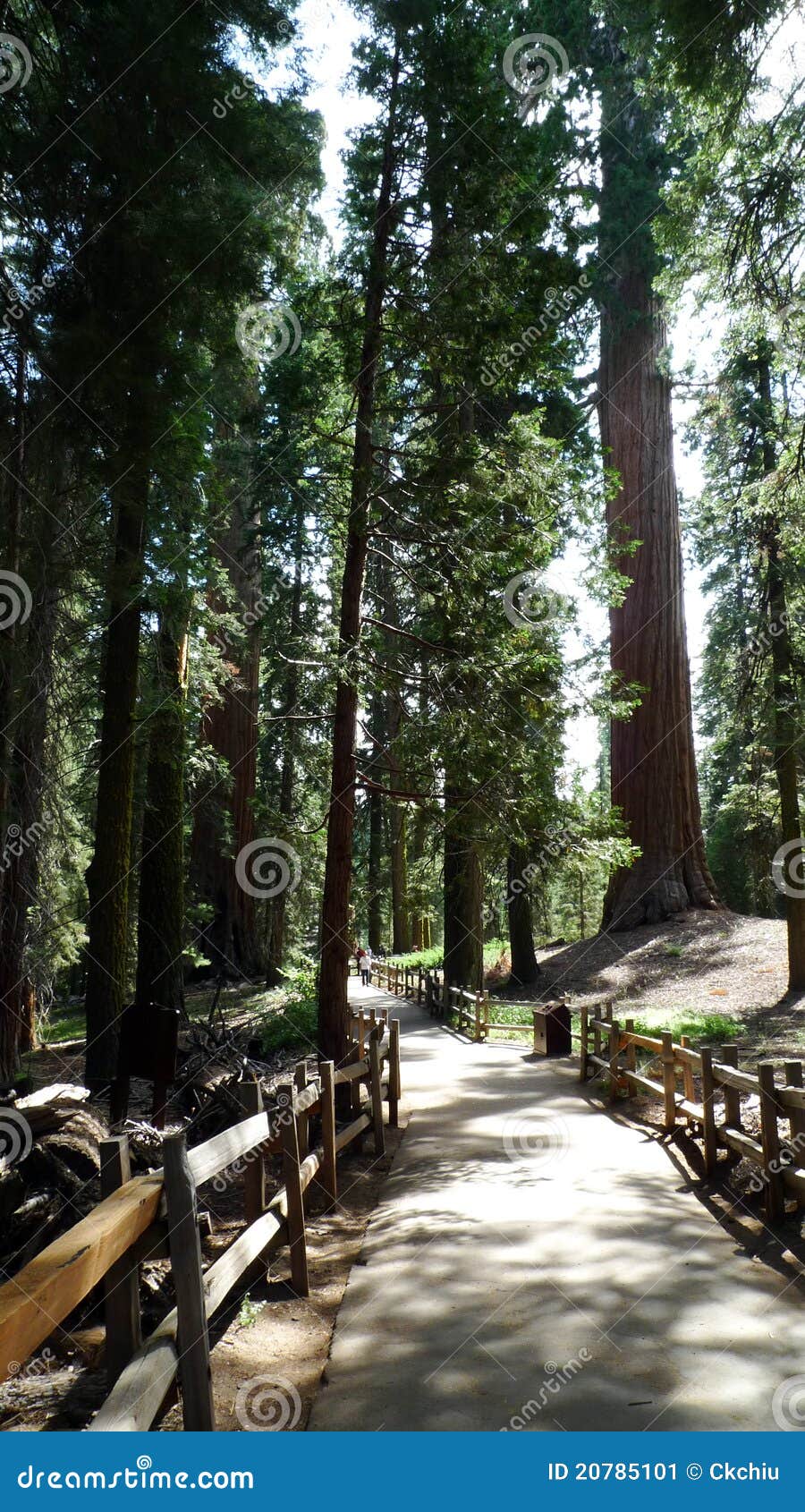Shaded Pathway in Sequoia National Park Stock Image - Image of grass ...