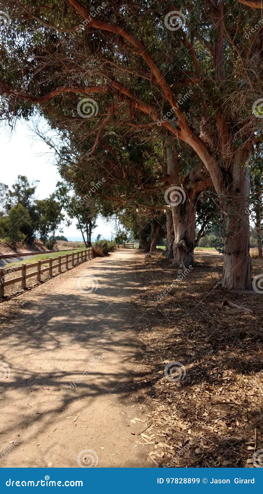 Shaded Pathway In Sequoia National Park Royalty-Free Stock Photo ...