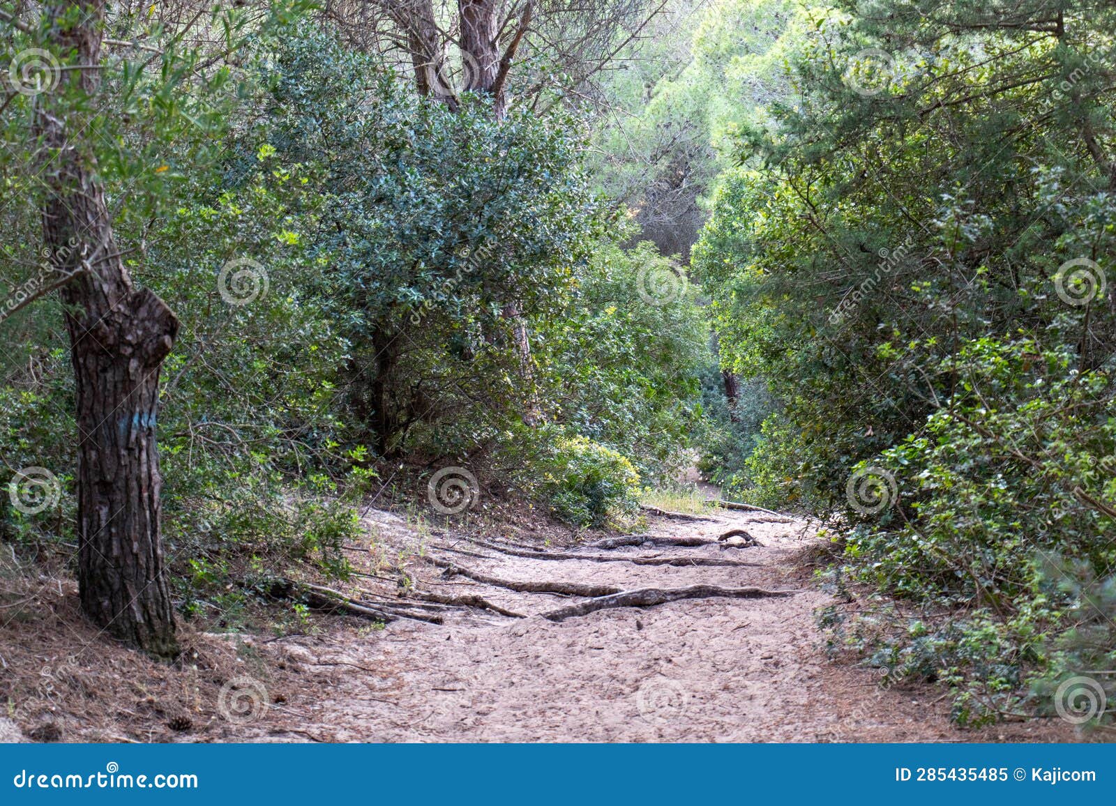 Shaded Retreat: Trees in a Arid Forest Stock Image - Image of solitude ...