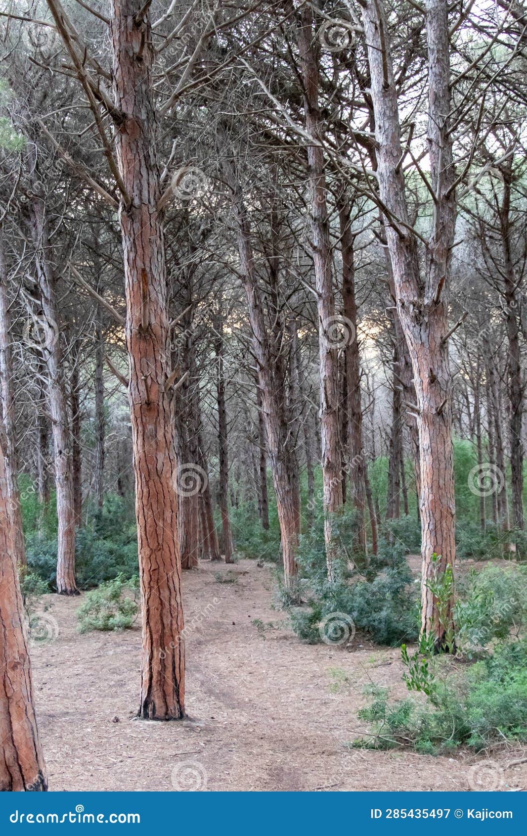 Shaded Retreat: Trees in a Arid Forest Stock Image - Image of remote ...