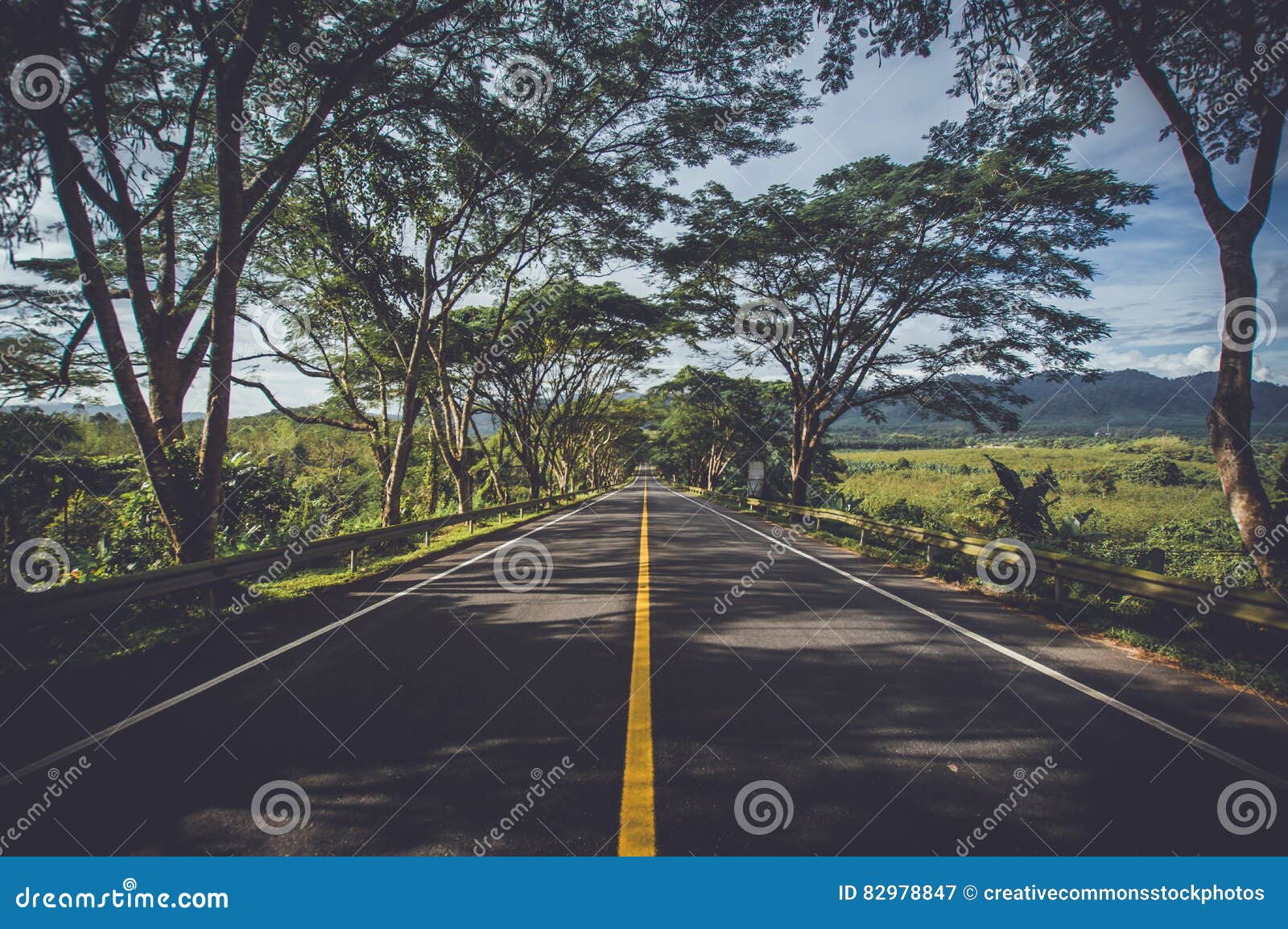 Shaded Road Picture. Image: 82978847