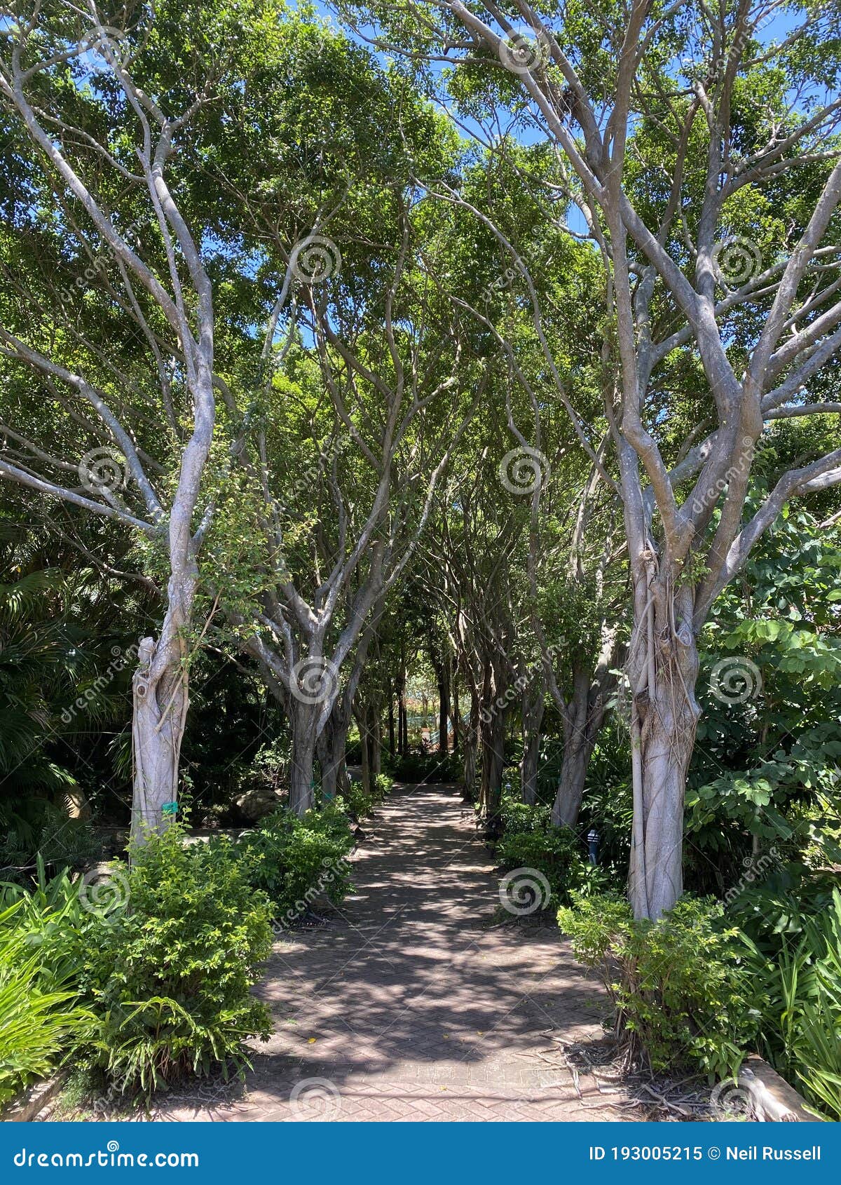 A Shaded Tree Pathway stock image. Image of creating - 193005215
