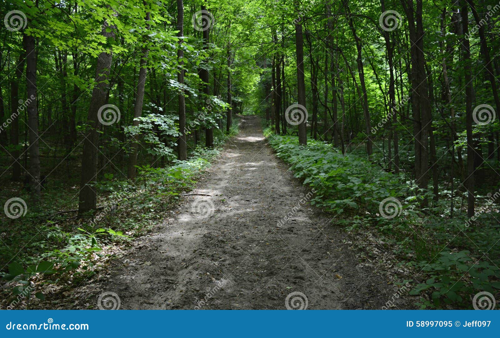 Shaded Upland Forest Trail stock image. Image of upland - 58997095