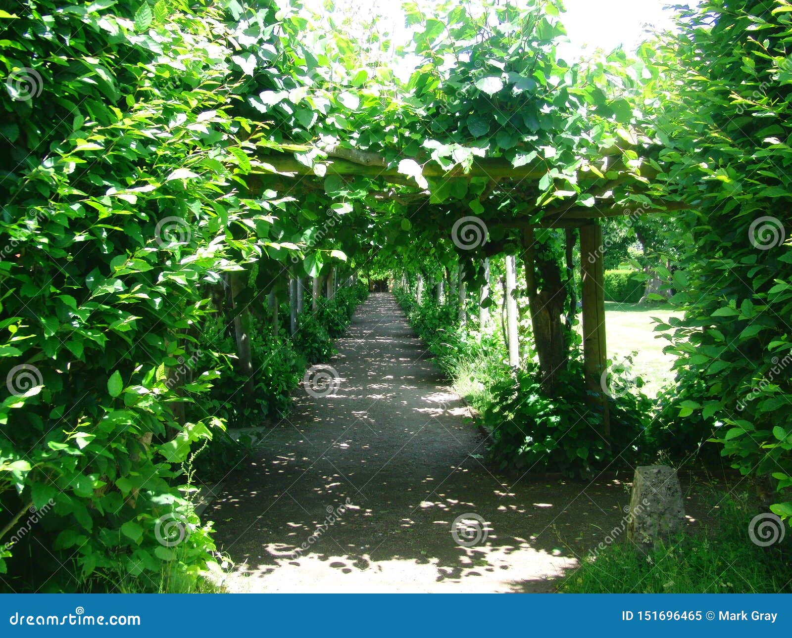 Shaded Walkway stock image. Image of vines, shaded, shade - 151696465