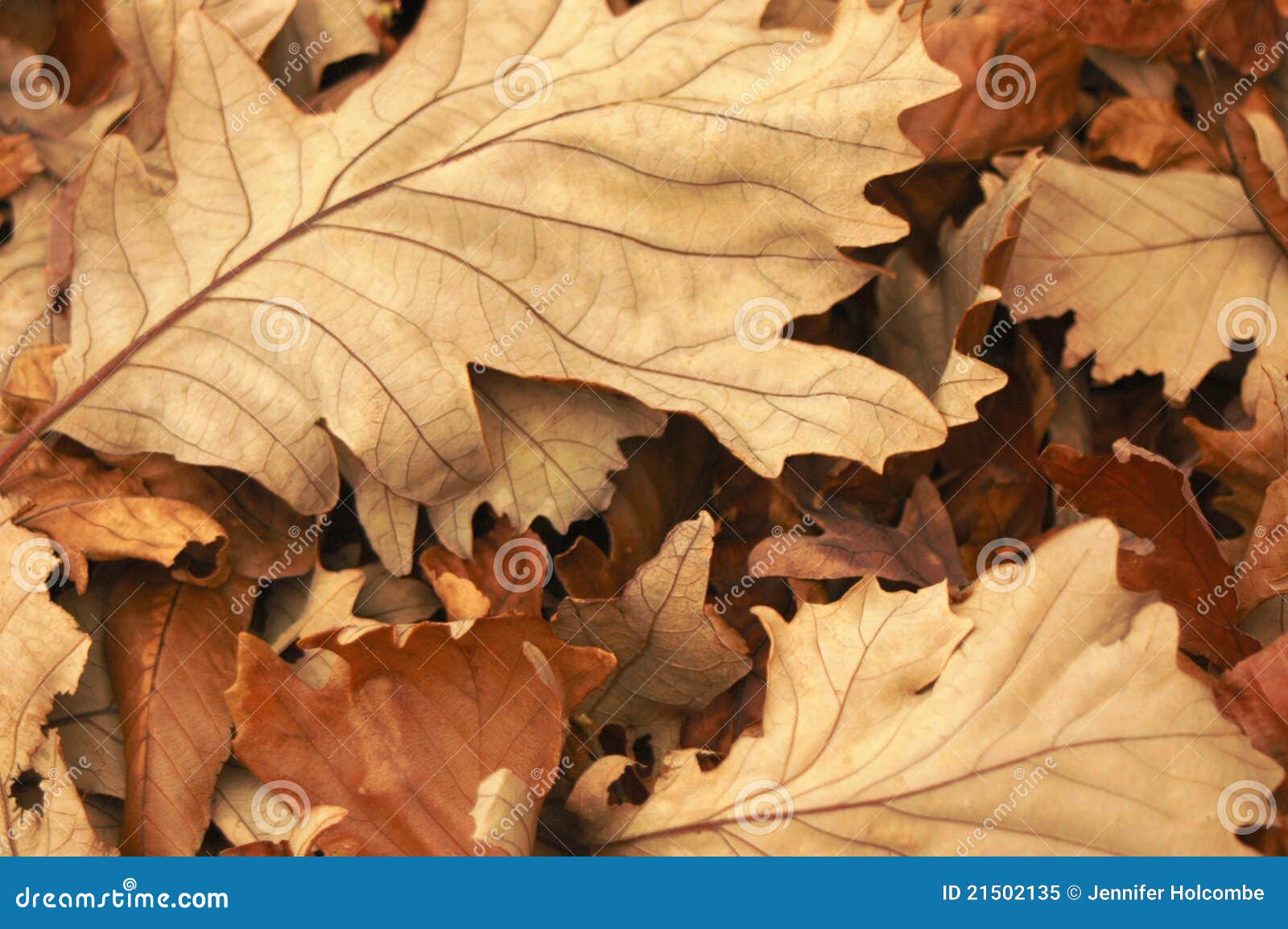 A Fallen Autumn Leaf Caught In A Washing Line Reflecting Warm Autumnal ...