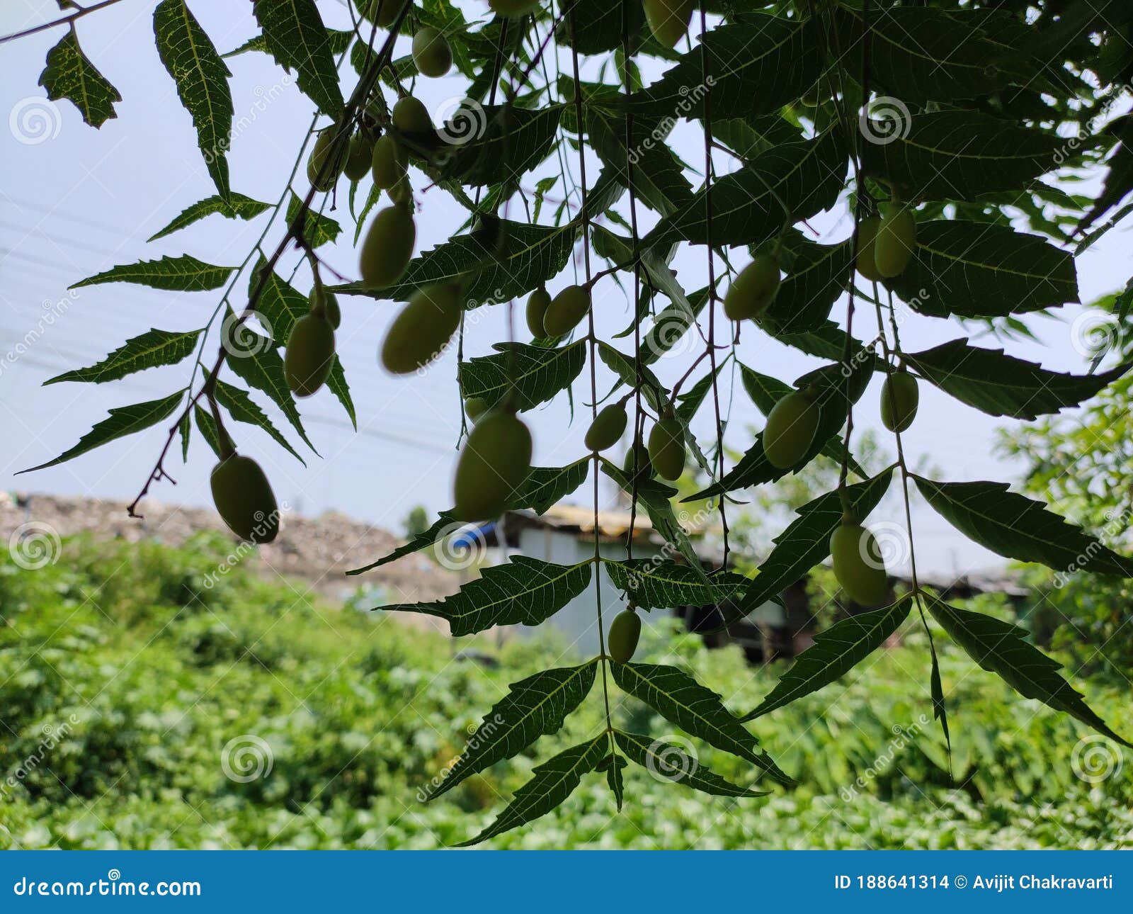Shades of Dark Green Neem Leaves Stock Photo - Image of shades, jungle ...