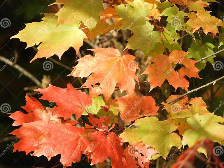 Shades of Green To Red Maple Leaves Occur in Fall Stock Image - Image ...