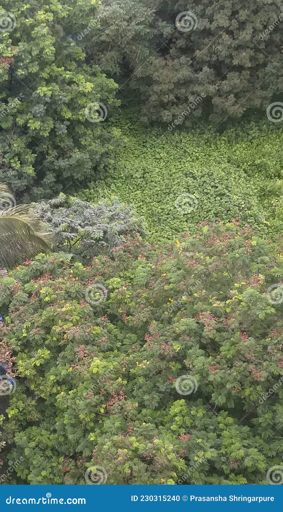 Shades of greenary stock photo. Image of jungle, woodland - 230315240