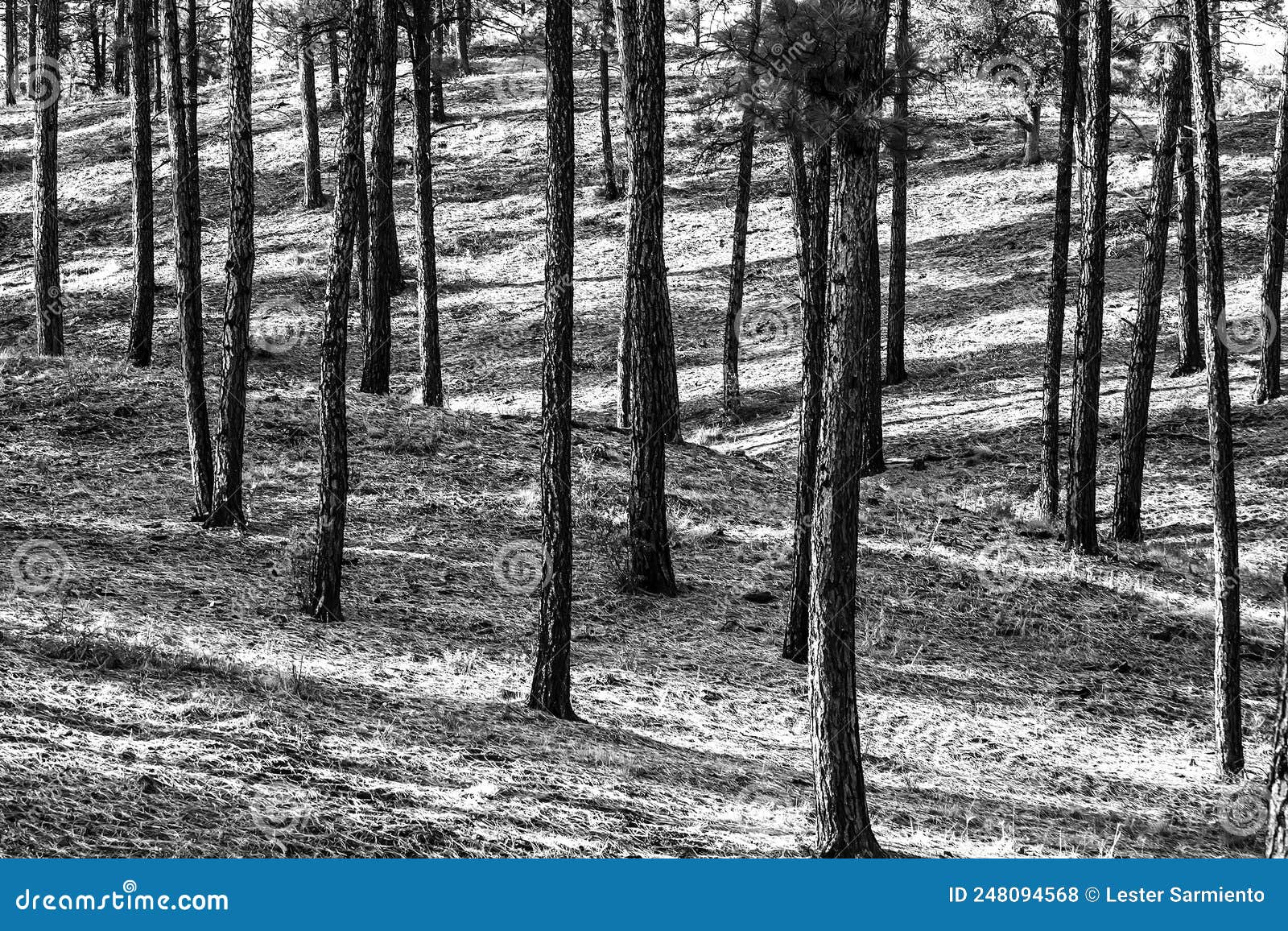 Shades of Grey stock photo. Image of white, forest, grey - 248094568