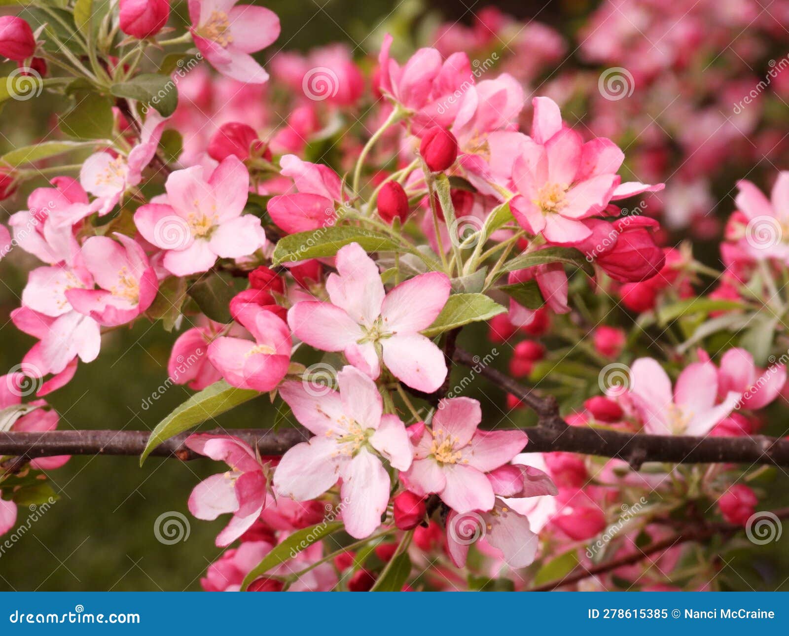 Shades of Pink Flowering Crabapple Tree in FingerLakes Stock Image ...