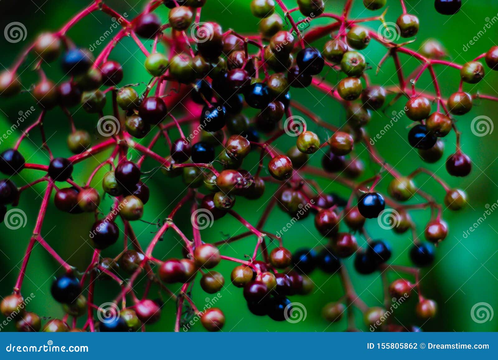 Shades tempation stock photo. Image of green, leaf, food - 155805862