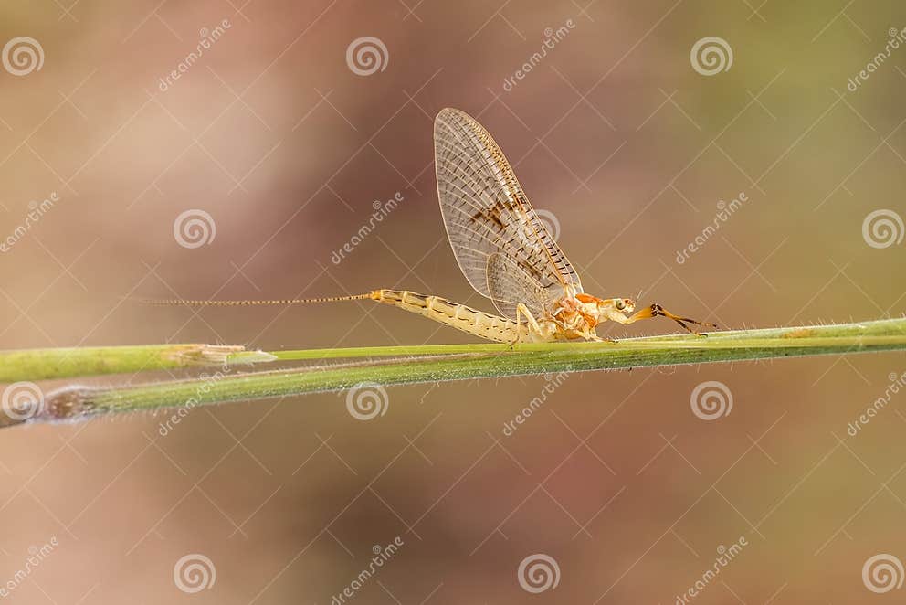 Shadflies stock photo. Image of mayfly, wings, summer - 38177202
