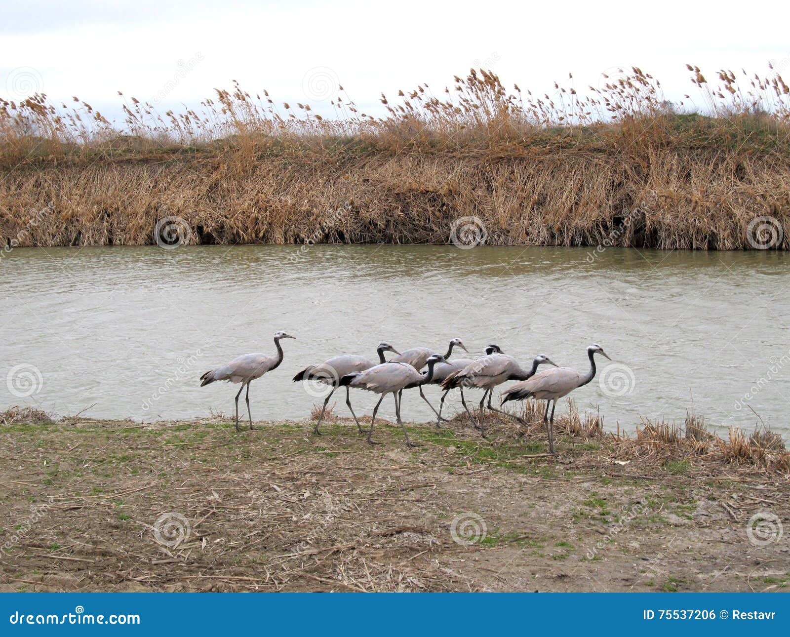 Shadoof stock photo. Image of beach, demoiselle, green - 75537206