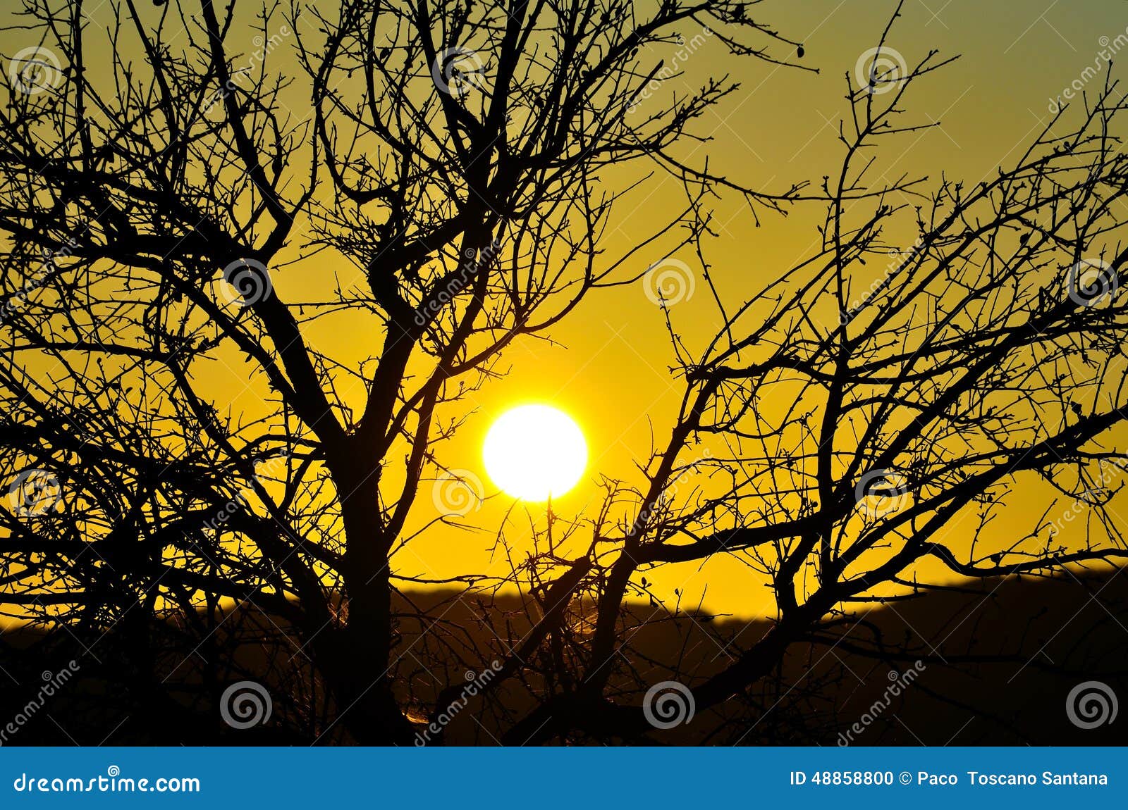 Shadow Almond Tree Intense Morning Sun Stock Photos - Free & Royalty ...