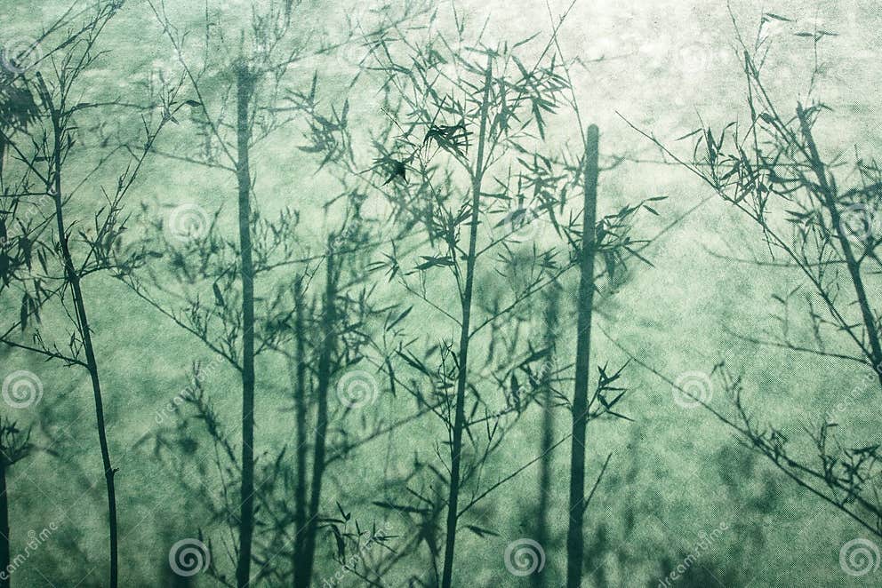 Shadow of bamboo stock photo. Image of texture, bamboo - 13151362