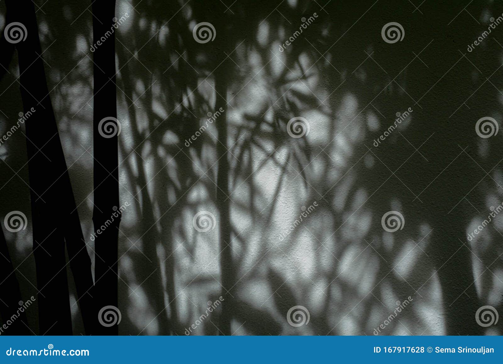 Shadow In Bamboo Tree In Tunnel At Chulabhorn Wanaram Temple Stock ...