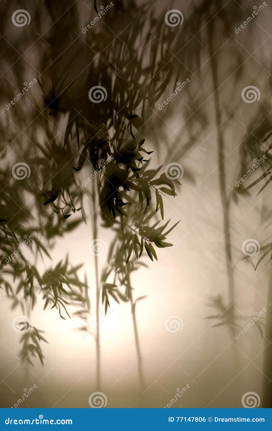 Shadow of bamboo stock photo. Image of background, chinese - 77147806