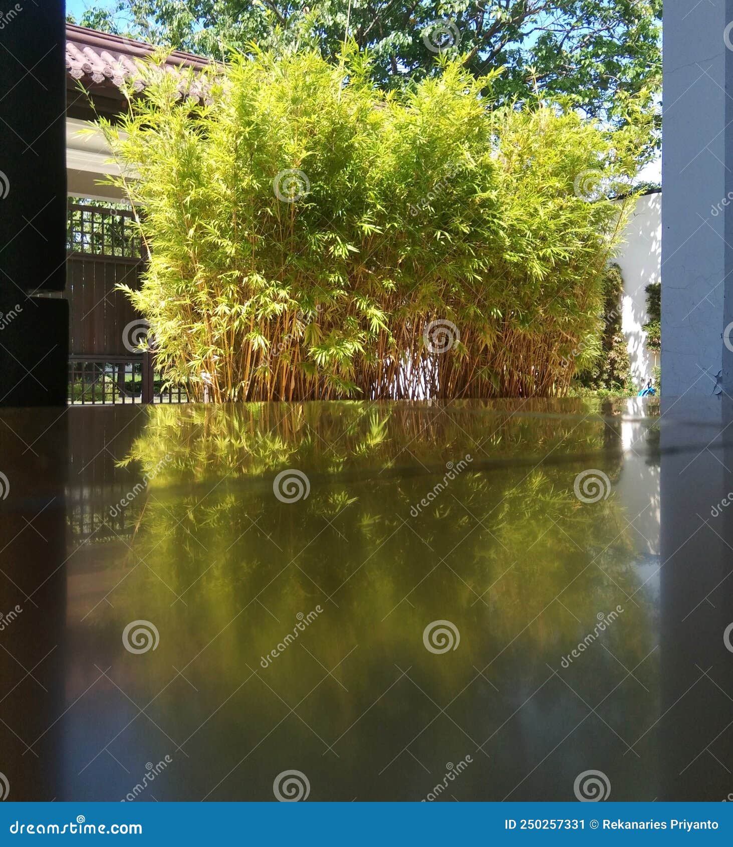 Shadow of a bamboo tree stock image. Image of bamboo - 250257331