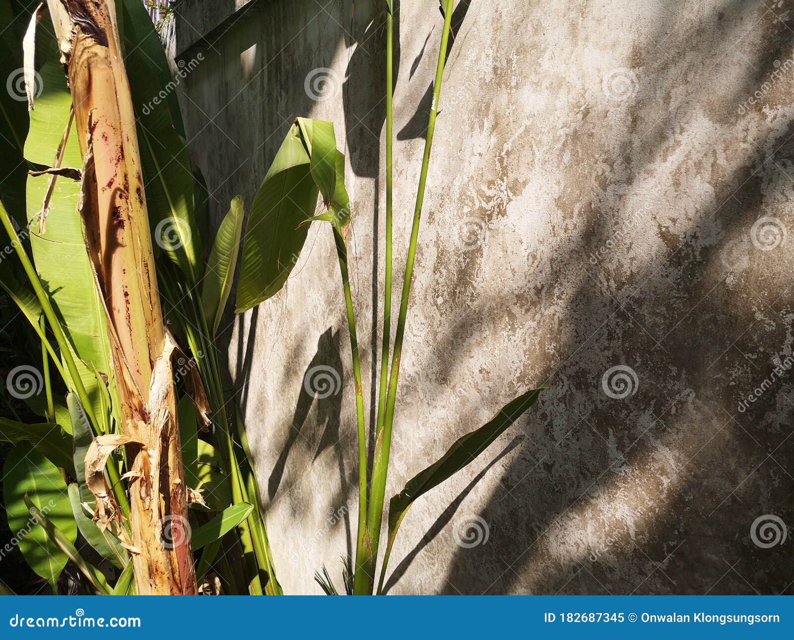 The Shadow Of Banana Leaves Royalty-Free Stock Photography ...