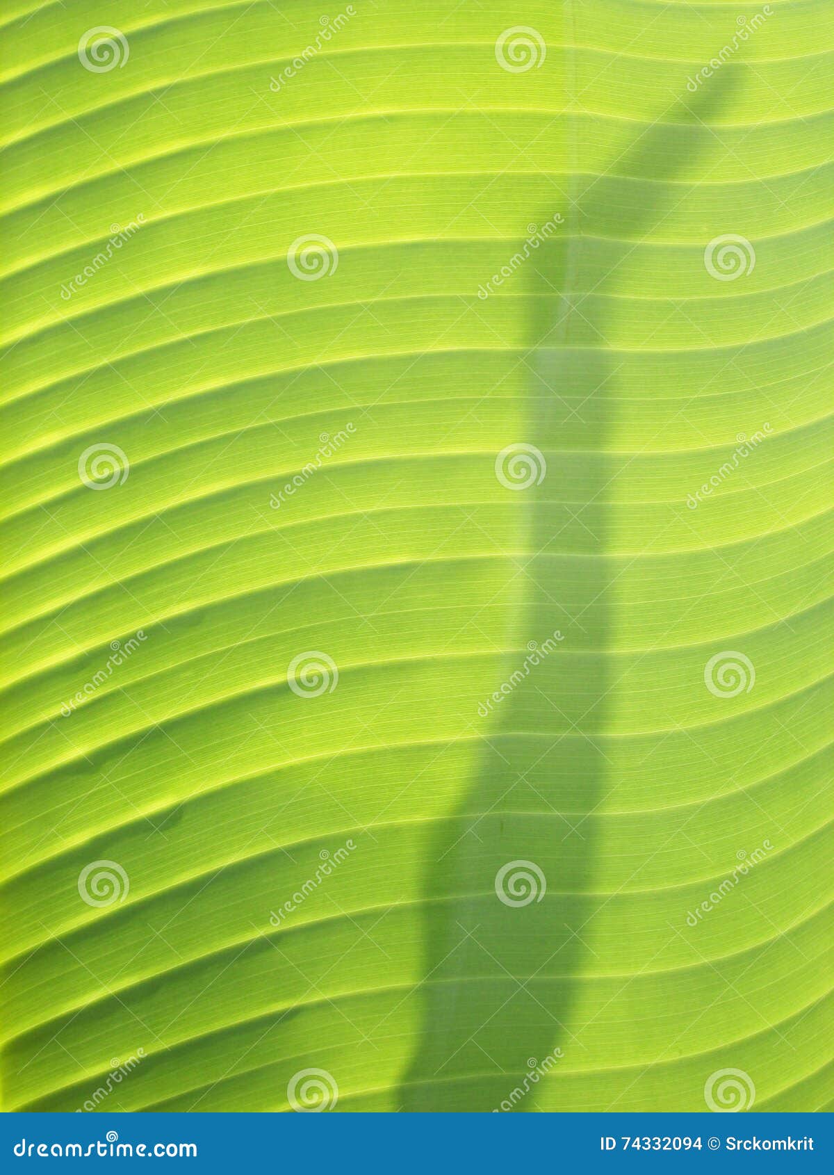 The Shadow Of Banana Leaves Royalty-Free Stock Photography ...