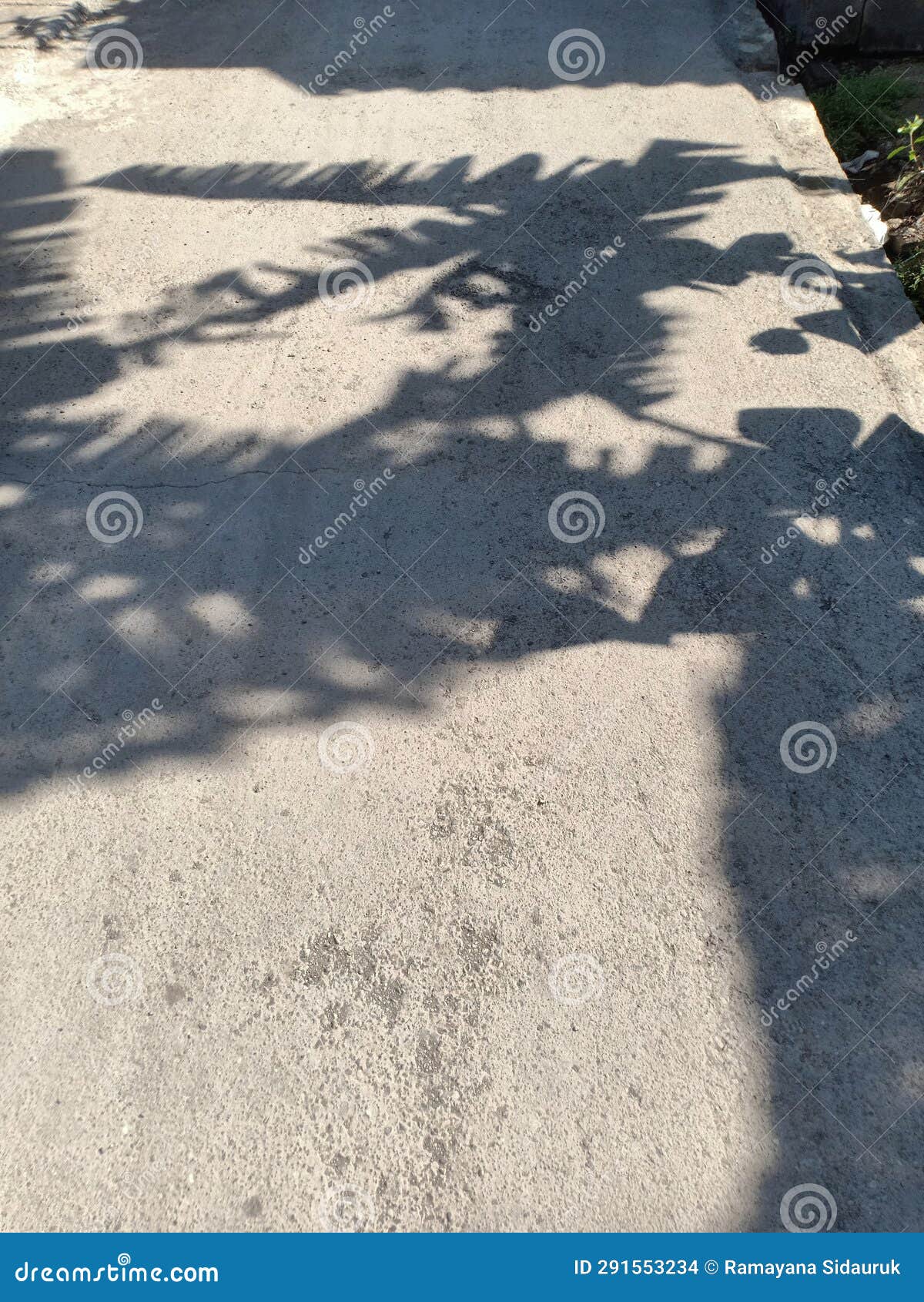 Shadow of a banana tree stock photo. Image of tree, shadow - 291553234