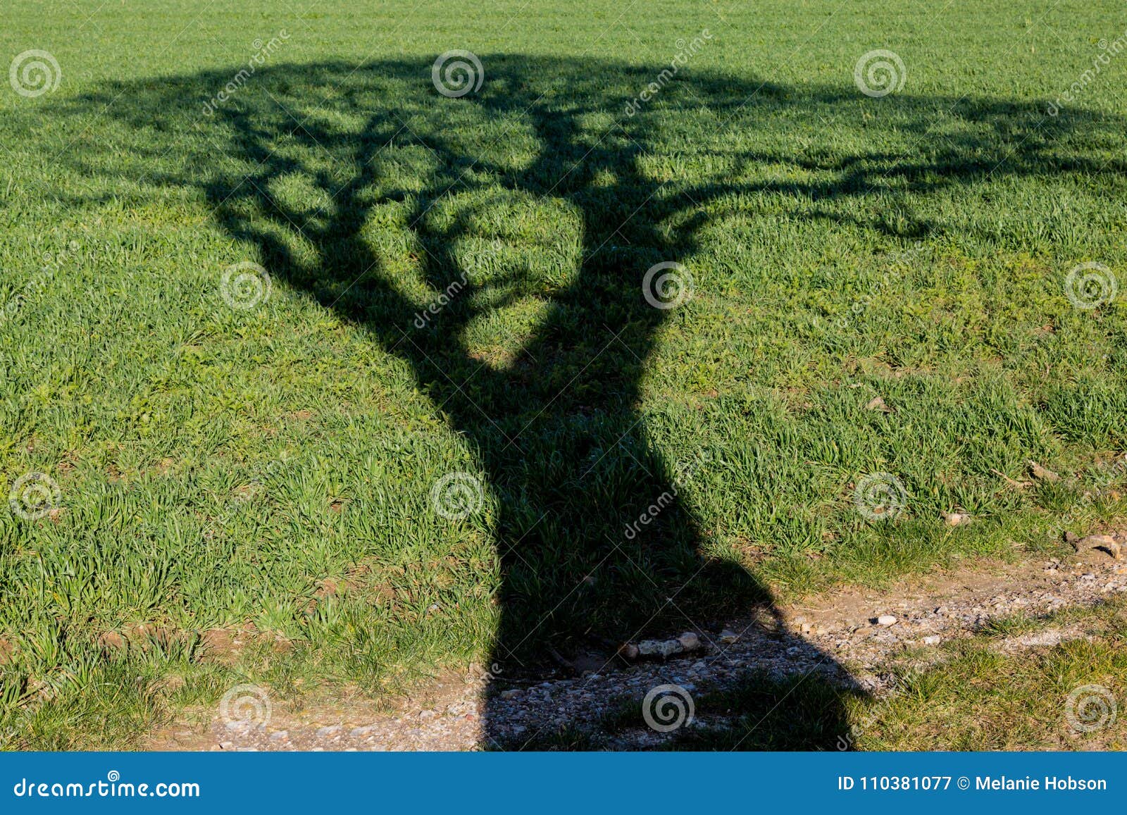 Tree Shadow stock image. Image of green, geography, sunny - 110381077