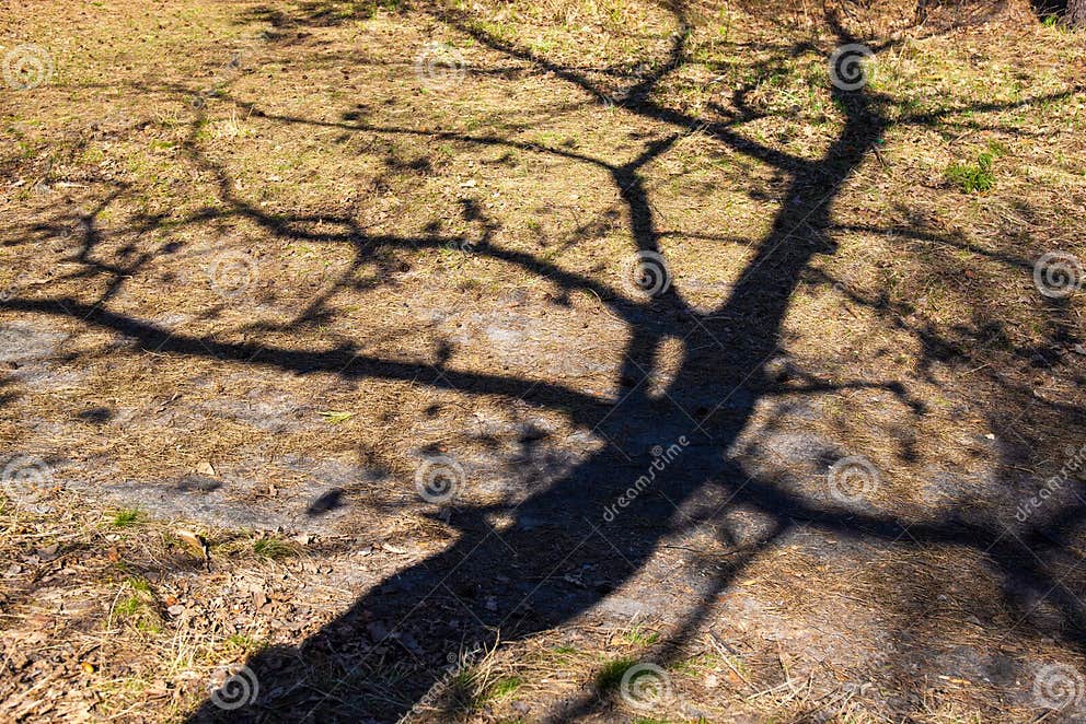 Shadow of the Bare Tree on the Ground Stock Photo - Image of spring ...