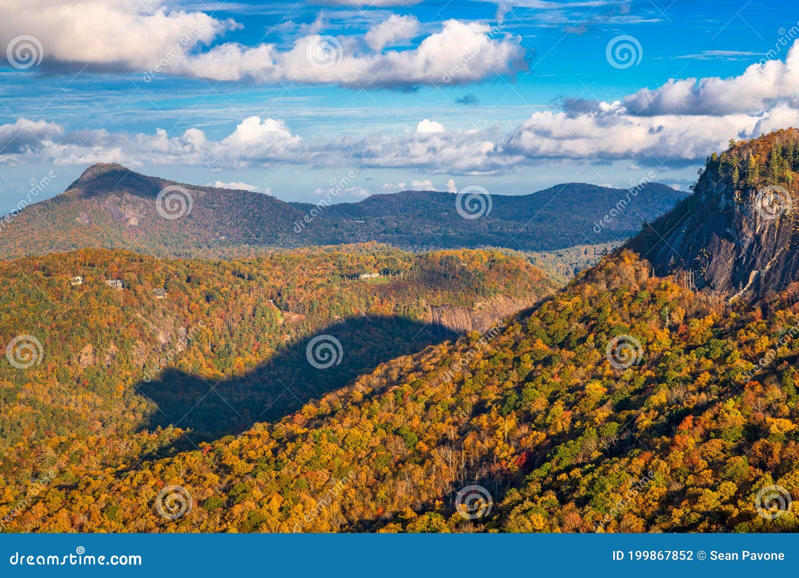 Shadow of the Bear stock photo. Image of carolinas, forest - 199867852