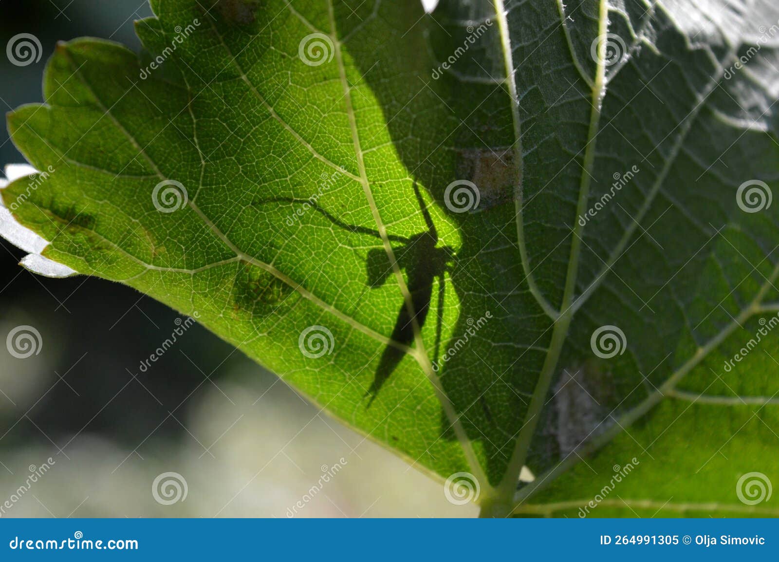 Shadow of a Beetle on a Green Leaf Stock Image - Image of yellow, shrub ...