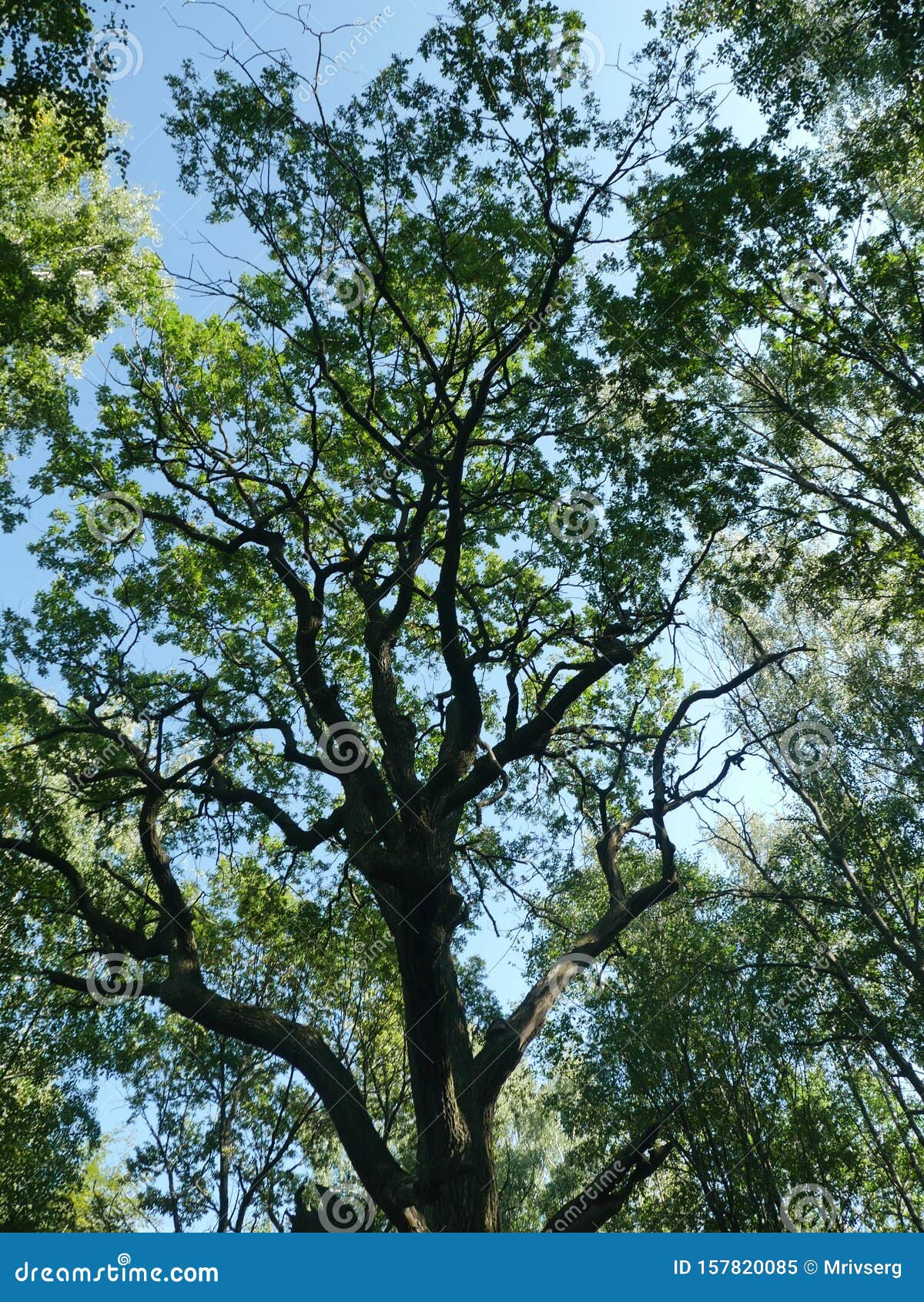 In the Shadow of a Big Oak Tree Stock Image - Image of fresh, green ...