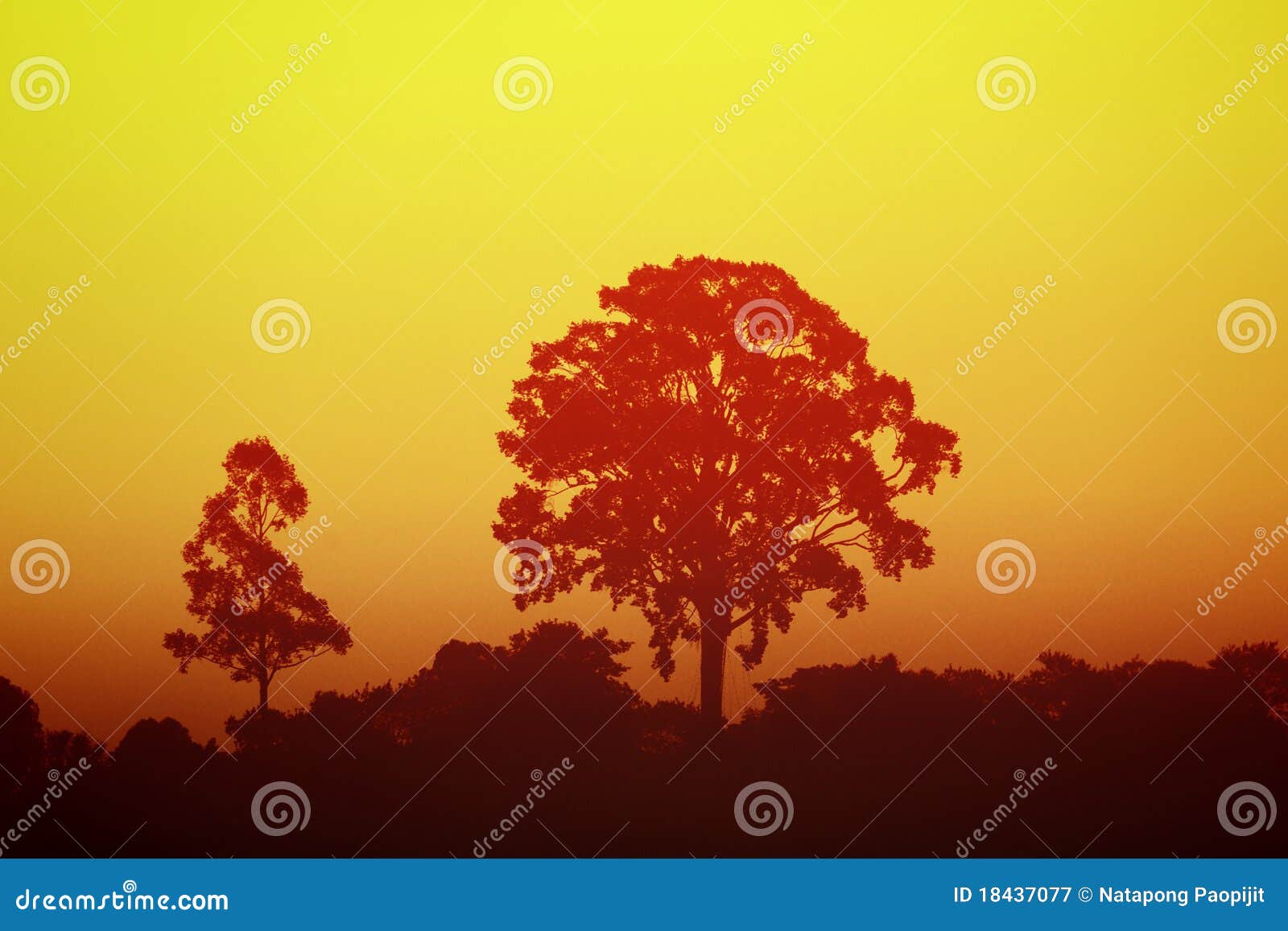 The shadow of big tree stock image. Image of dawn, nature - 18437077