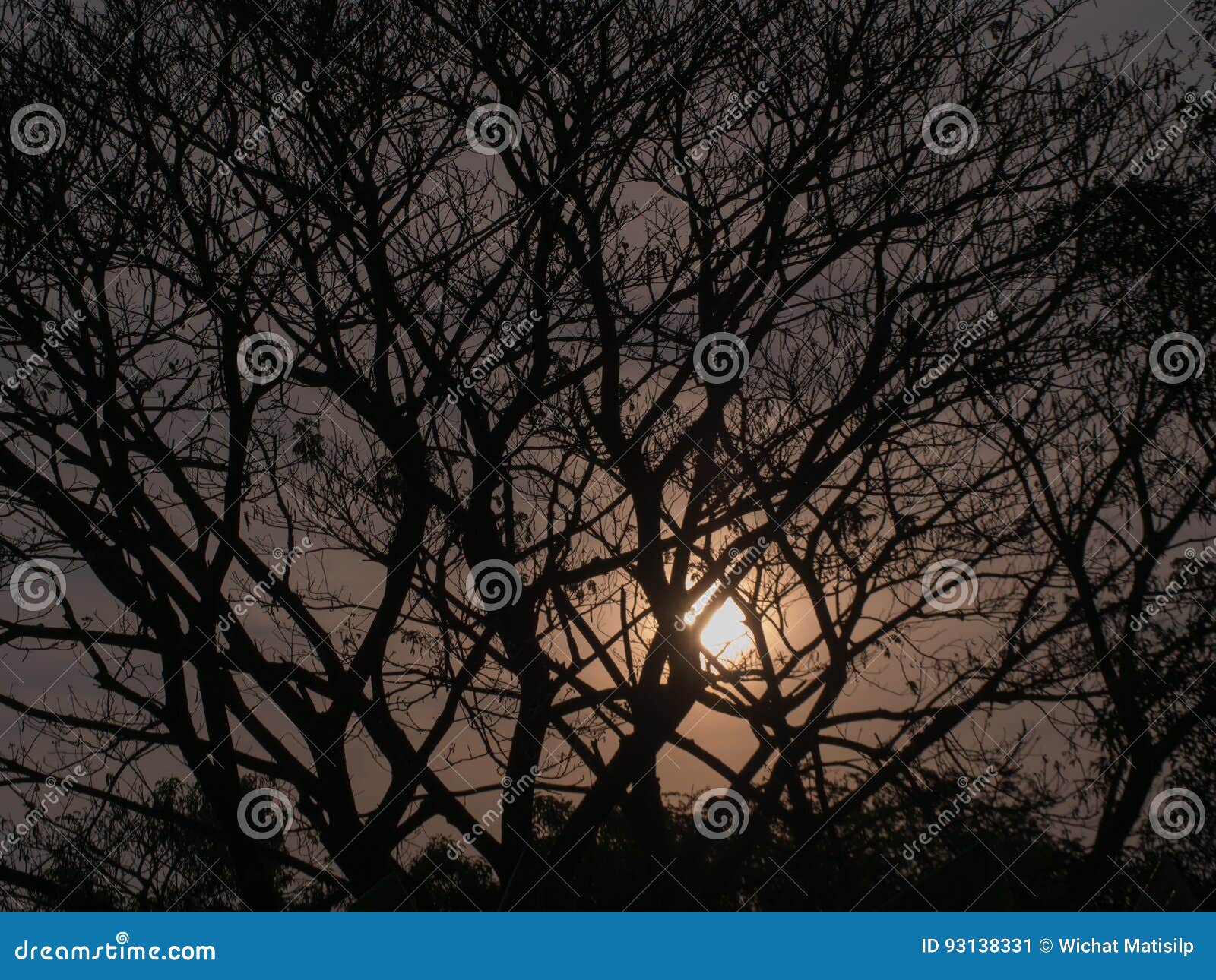 Shadow Big Tree Behind the Sun Shine Stock Image - Image of bright ...