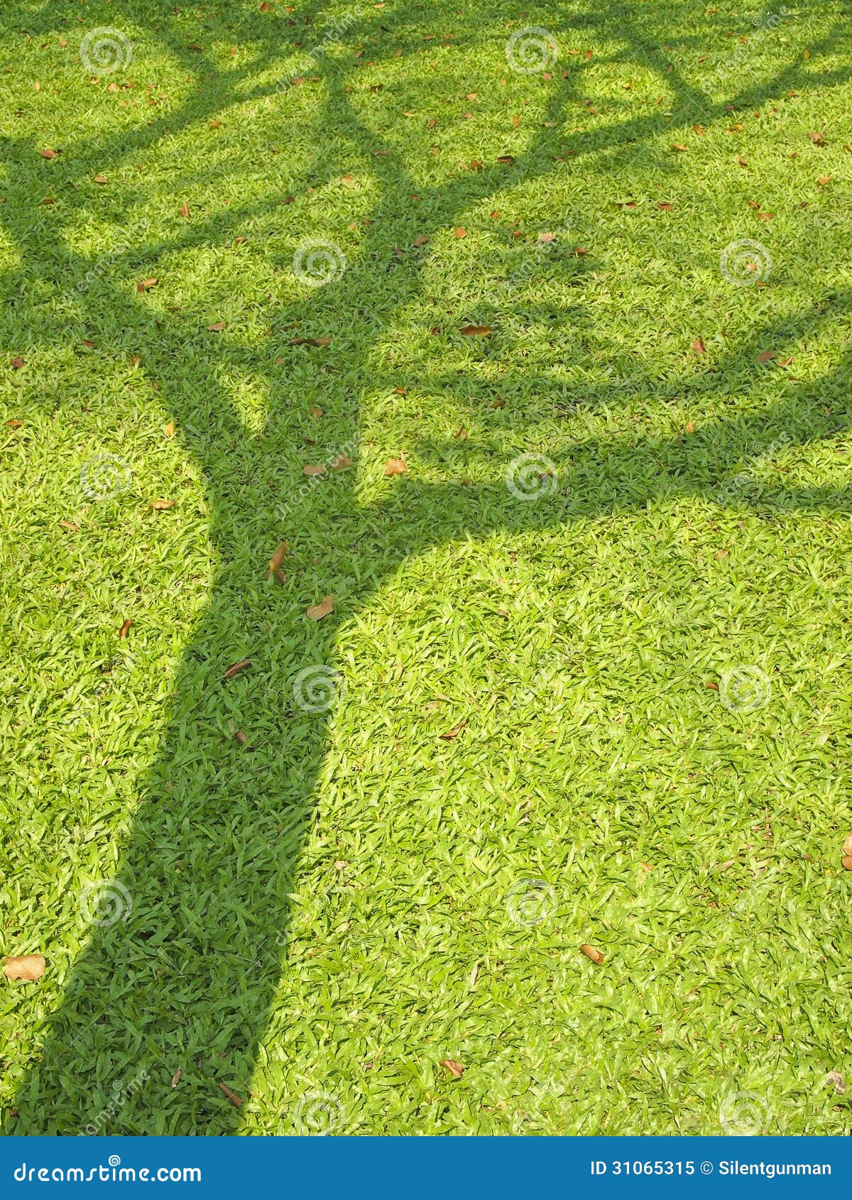 Shadow of big tree stock image. Image of shadow, summer - 31065315