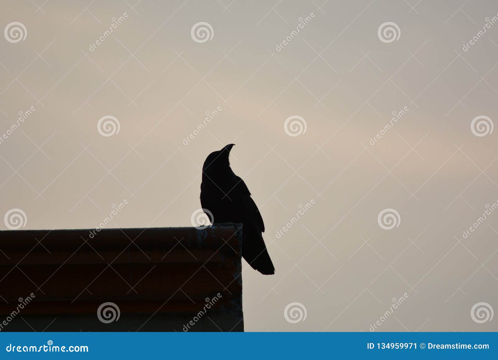 Shadow Of An Bird Migrating Ducks Silhouette Stock Photo ...