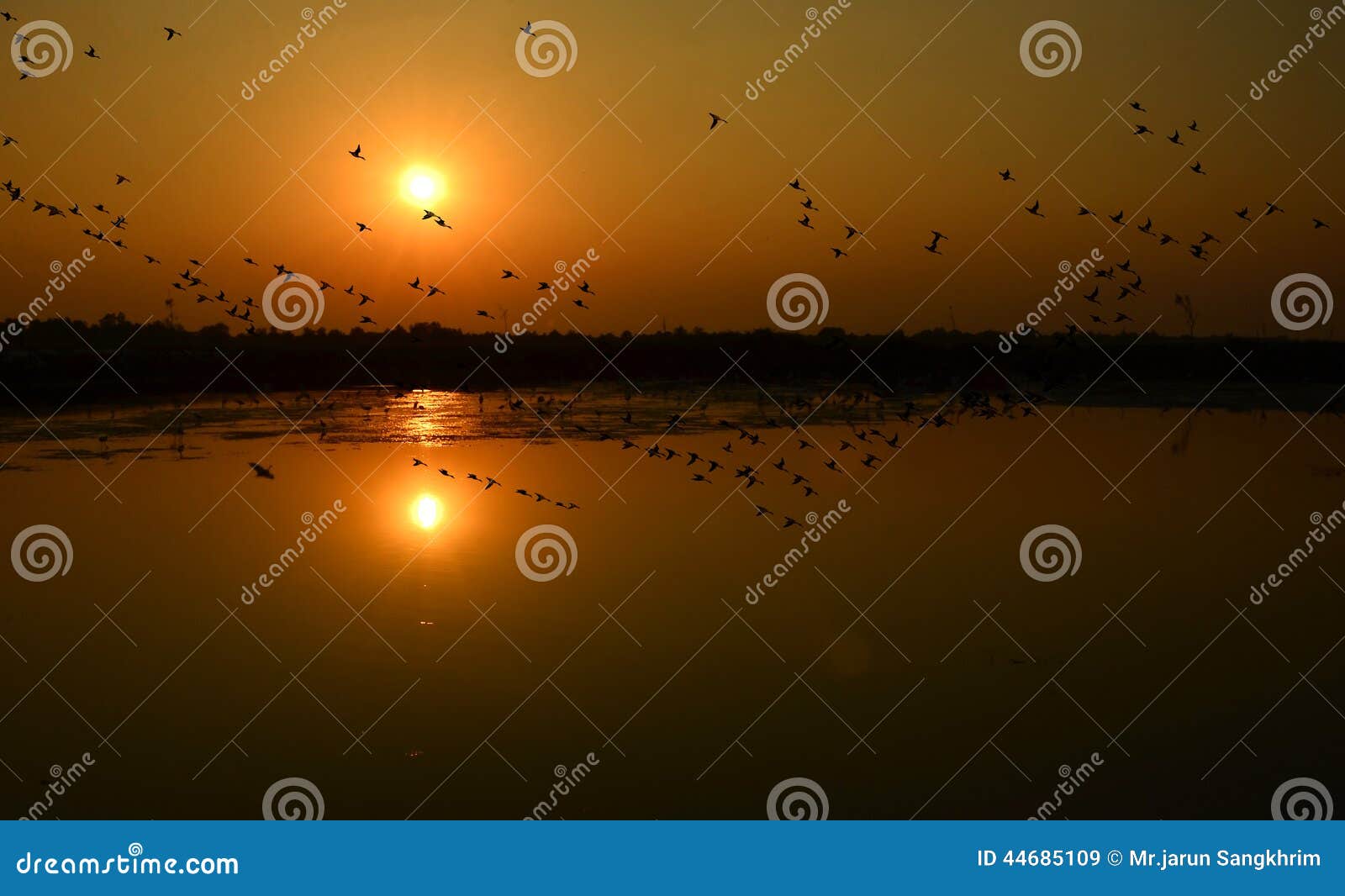 Shadow of an bird stock image. Image of aerial, horizon - 44685109