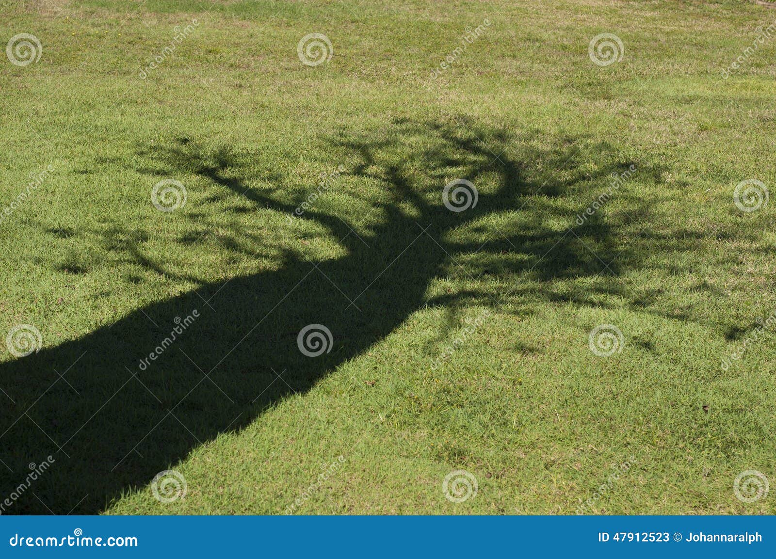 Shadow of a boab tree stock image. Image of western, australia - 47912523