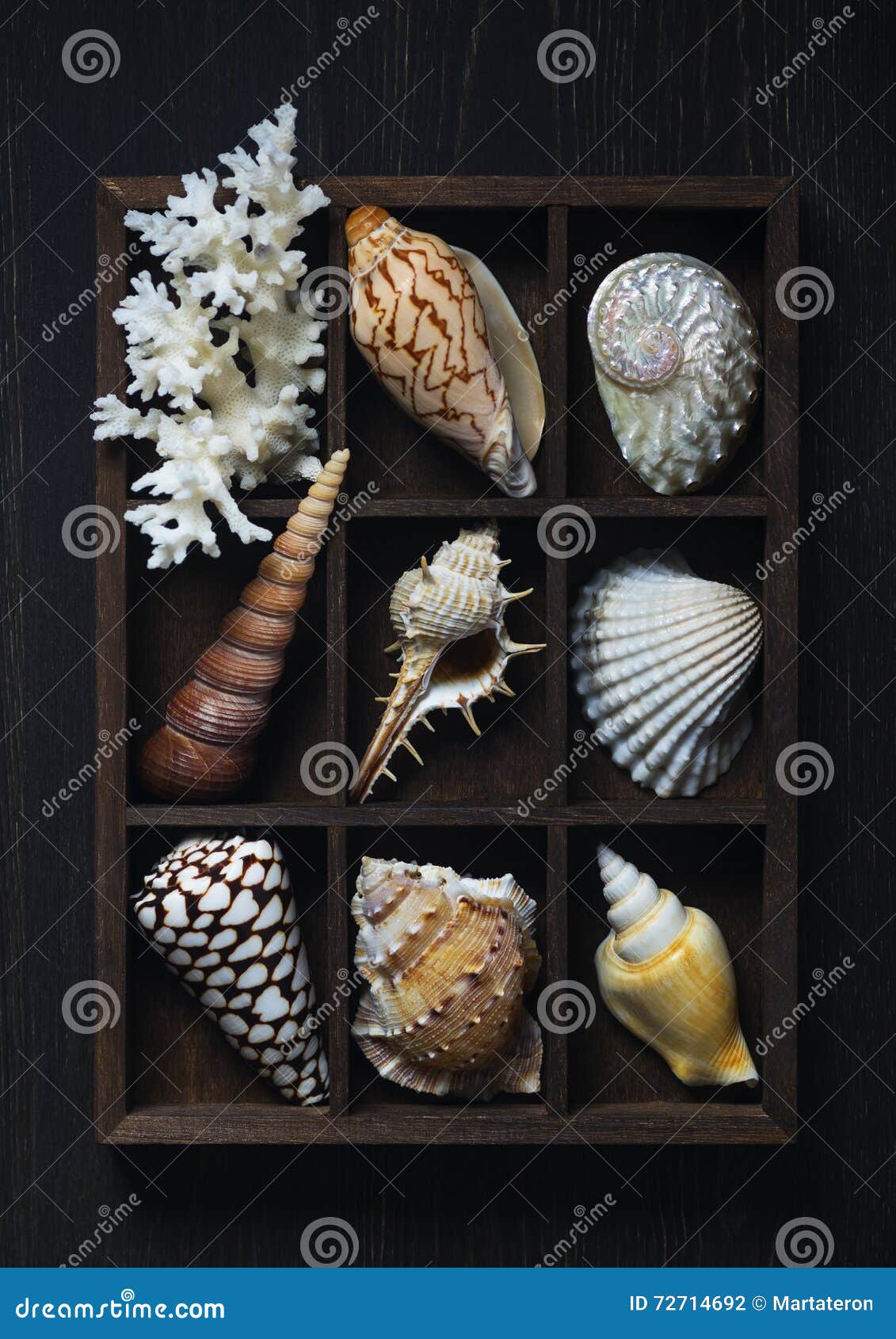 Shadow Box with Collection of Sea Shells Stock Photo - Image of ...