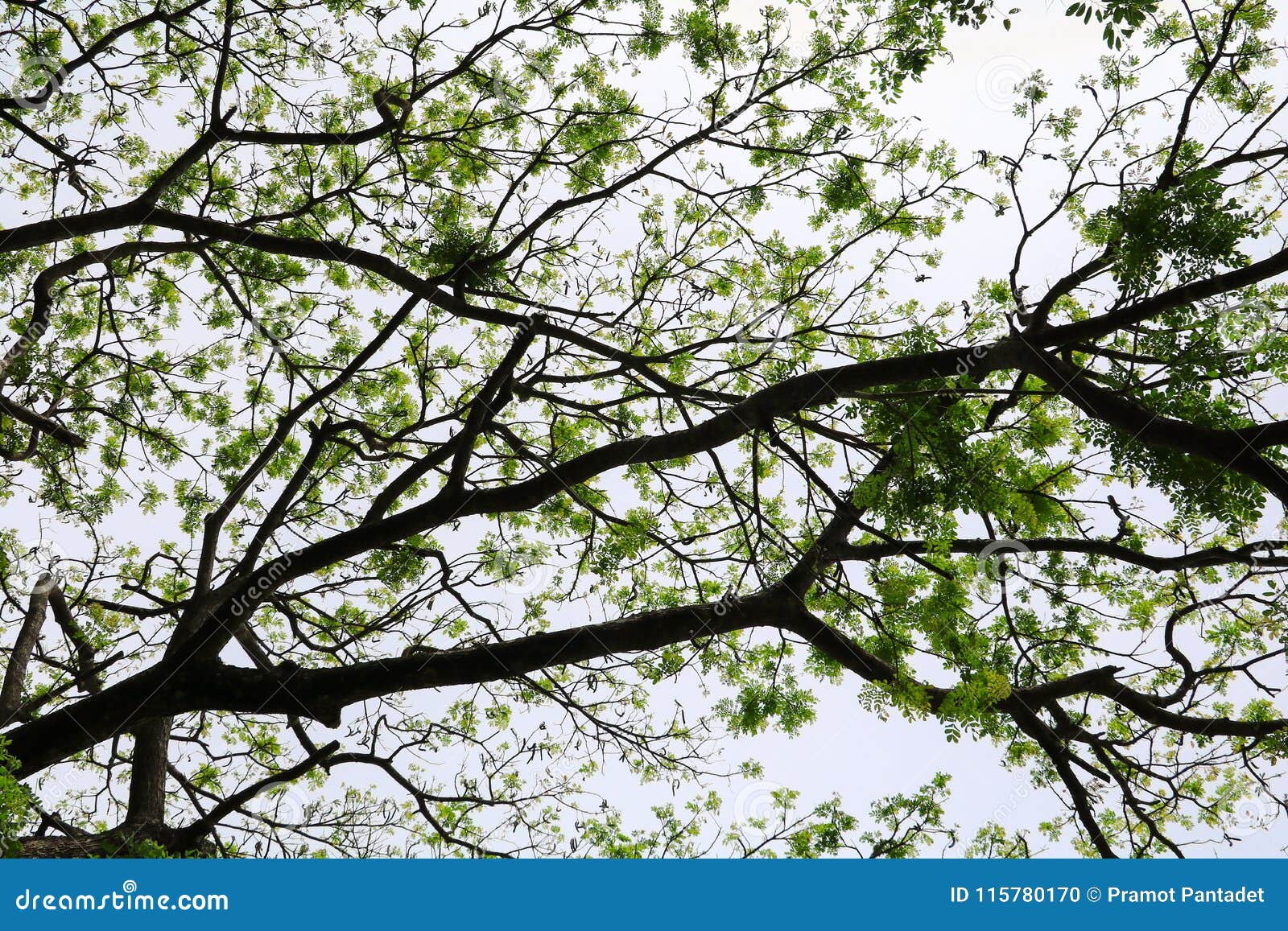 Shadow Branch and Leaf of Tree Beautiful in the Forest Background ...