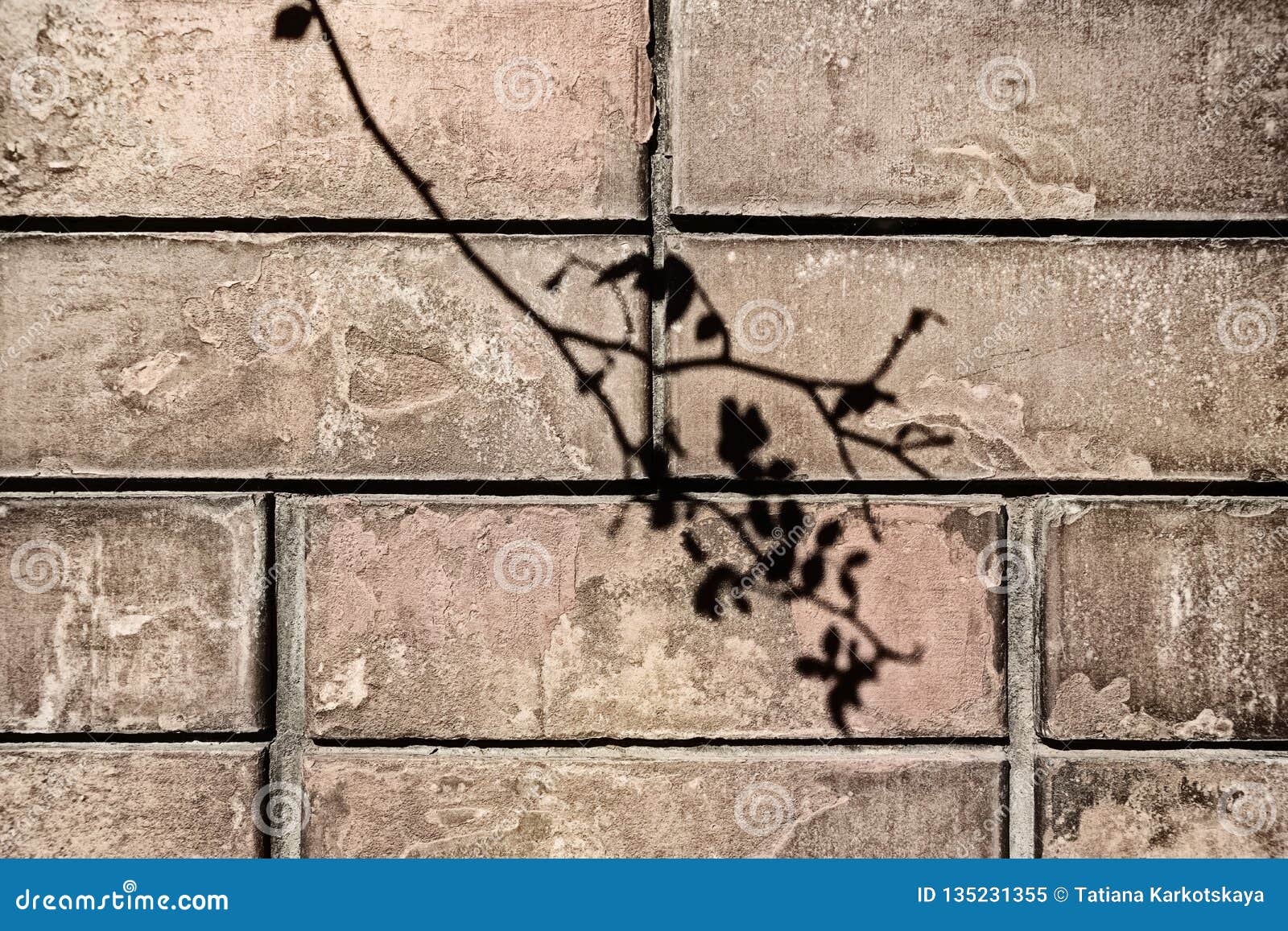 Shadow of a Branch with Leaves on the Background of a Brick Old Wall ...