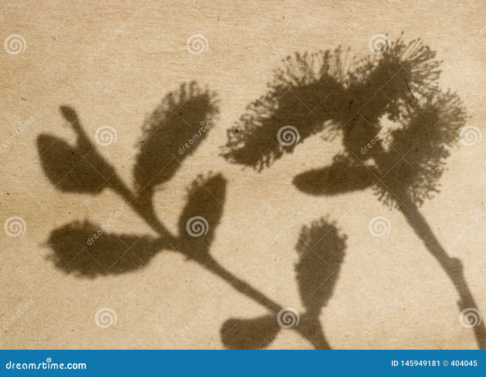 The Shadow of the Branches of Flowering Willow on Rough Kraft Paper ...