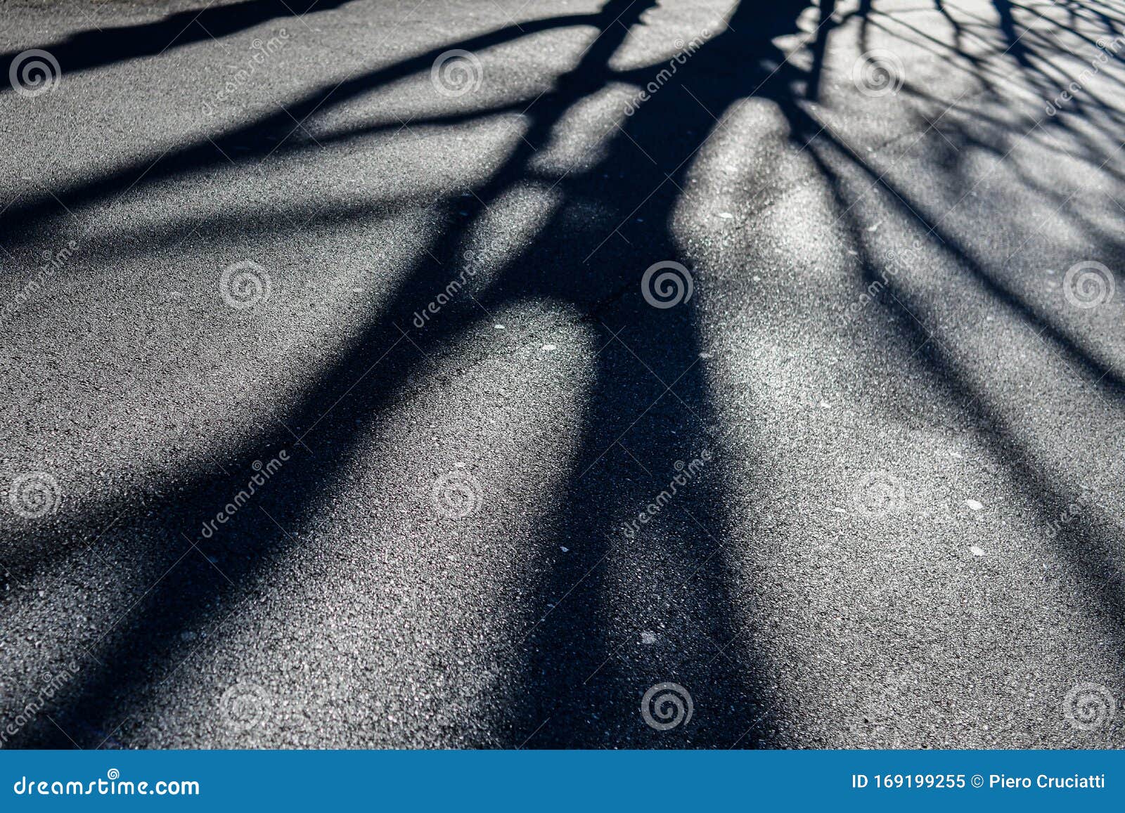 Shadow of Branches of Trees Projected on an Asphalt Road Stock Image ...