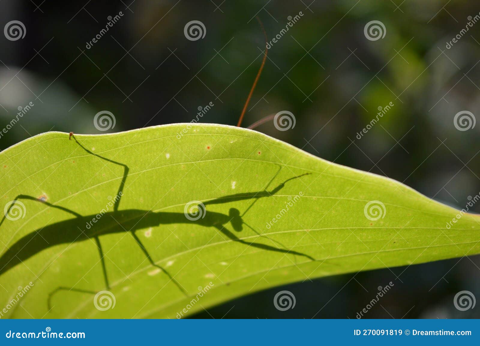 Shadow of a Bug, Praying Mantis on a Big Green Leaf Stock Image - Image ...