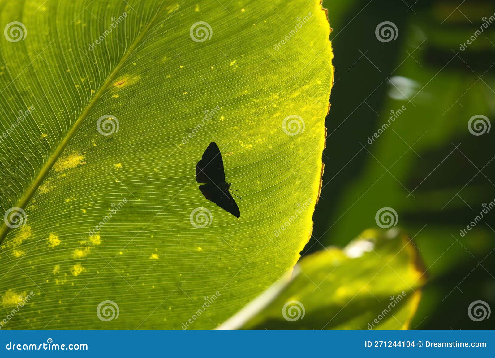 Shadow of a Butterfly Seen through a Lush Green Leaf, Illuminated by ...
