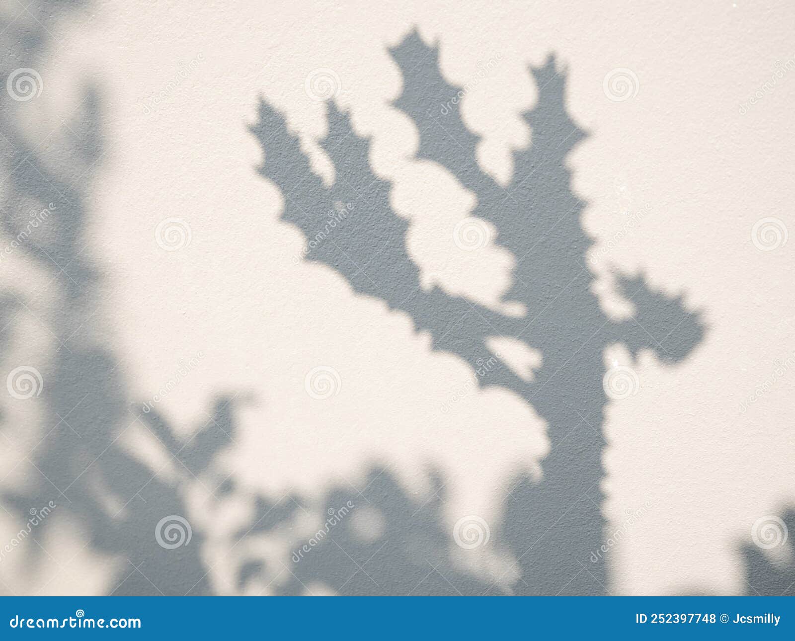 Shadow Cactus Plant Leaf Textured Minimalism Backdrop Cemment ...