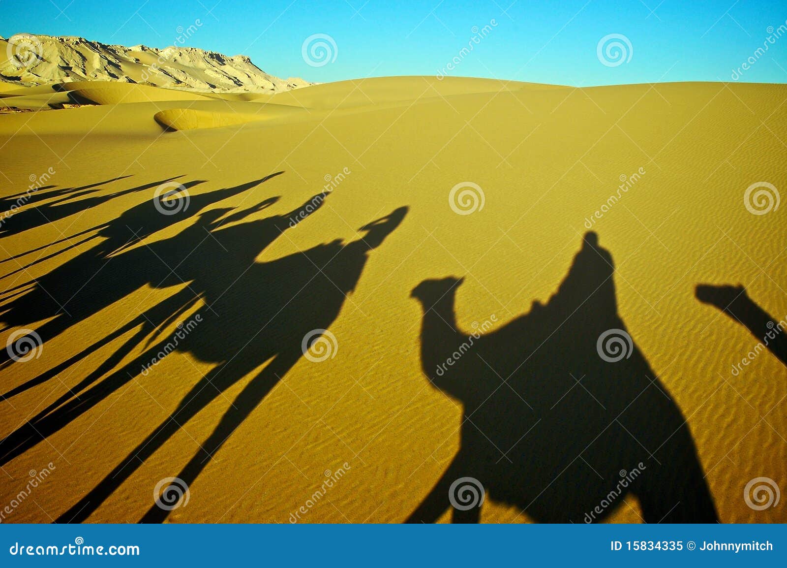 Shadow of Camel Caravan stock image. Image of camel, bedouin - 15834335