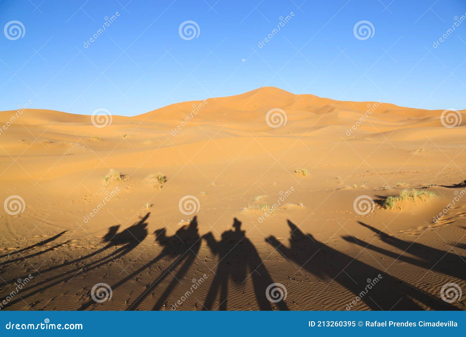 Shadow Camels in the Desert Stock Image - Image of east, tunisia: 213260395