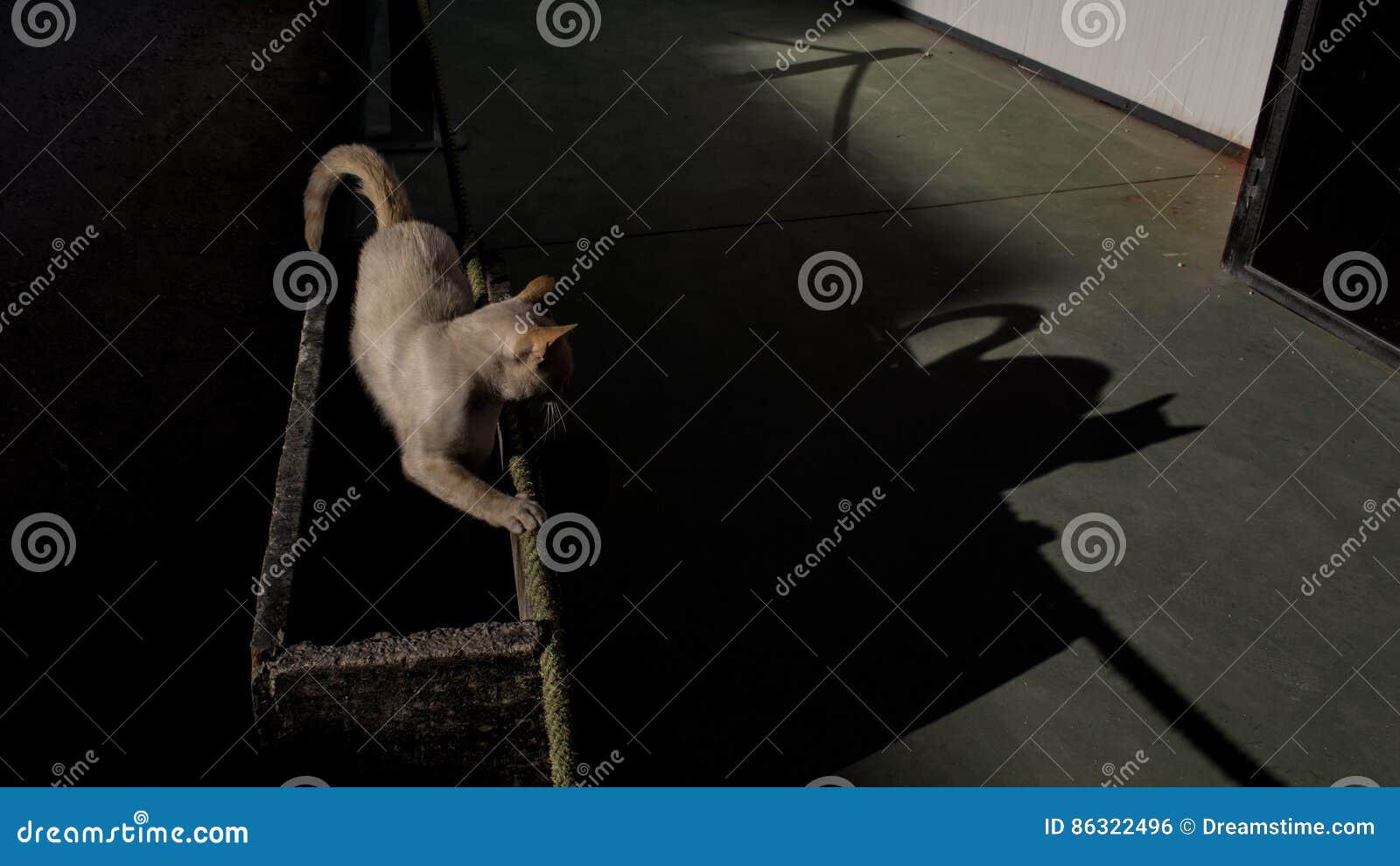 Shadow cat stock photo. Image of wandering, attentive - 86322496