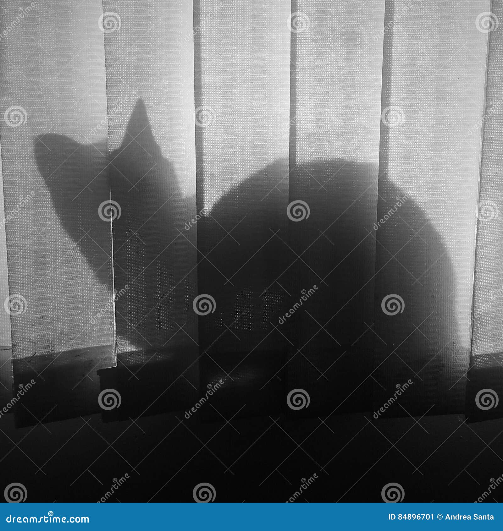Shadow cat stock image. Image of animal, shadow, sits - 84896701